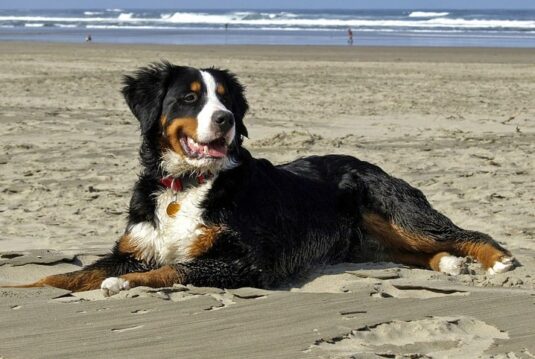 Descubra se é permitido a presença de animais na praia. - Melhores Pets ...
